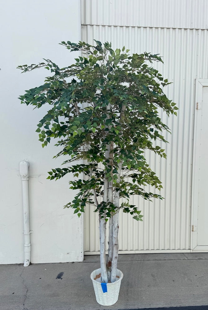 BIRCH TREE – ENHANCED SPACES & BOTANICALS